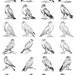 Hawk Realistic Line Art Illustration Black and White Bundle 1 96 ...