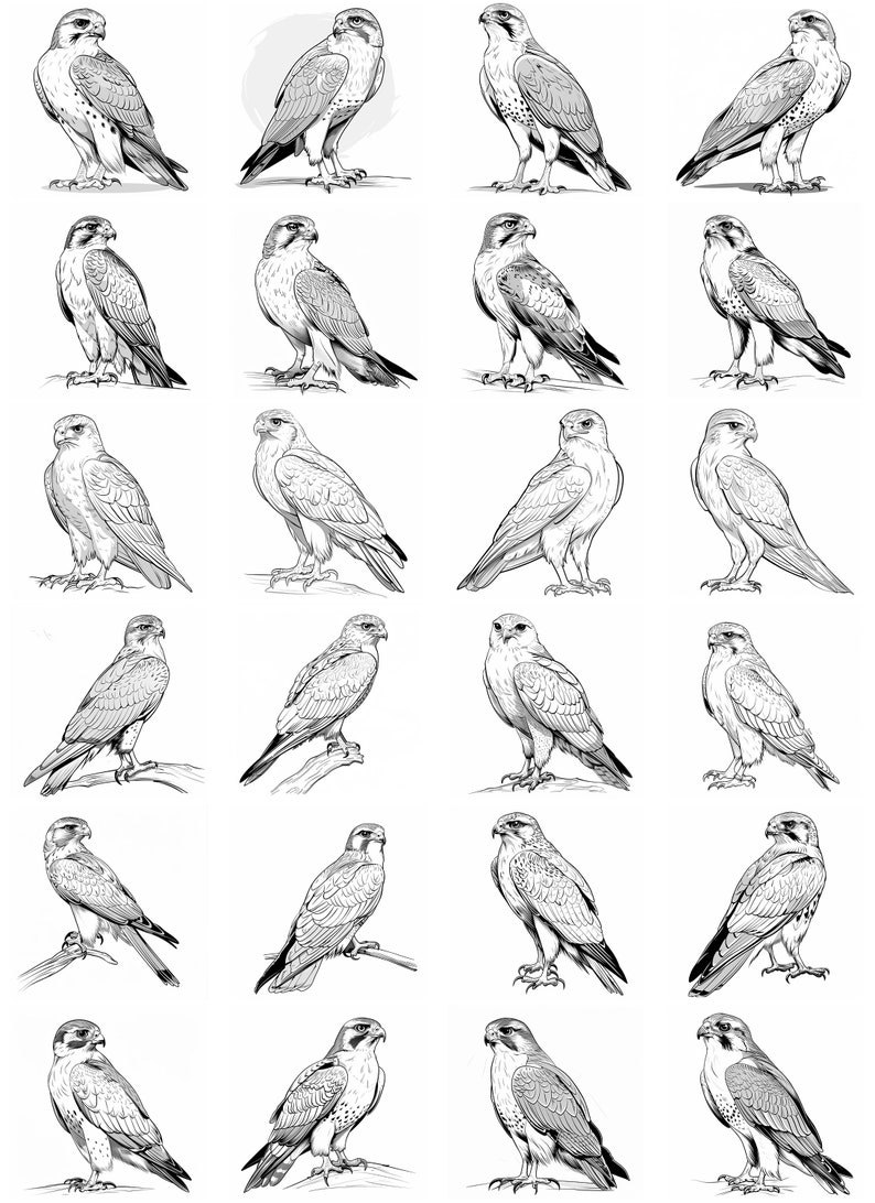 Hawk Realistic Line Art Illustration Black and White Bundle 1 96 ...