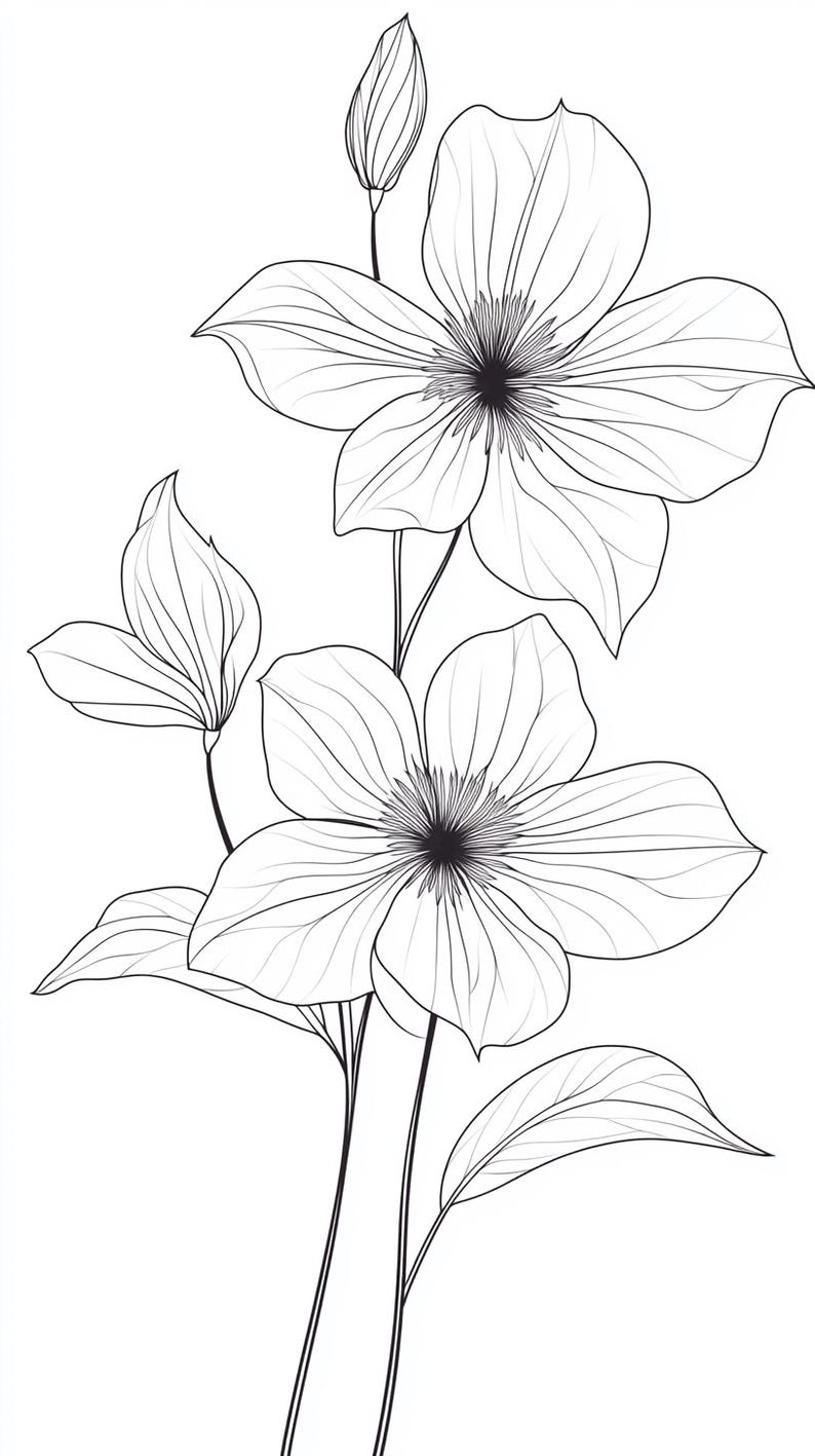 Clematis Blossoms Thin Line Art Black/white Line Art Bundle 1 52 ...