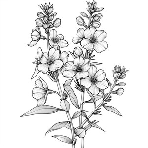 Fireweed Line Art Black and White Bundle 2 24 Digital Line Art Images ...