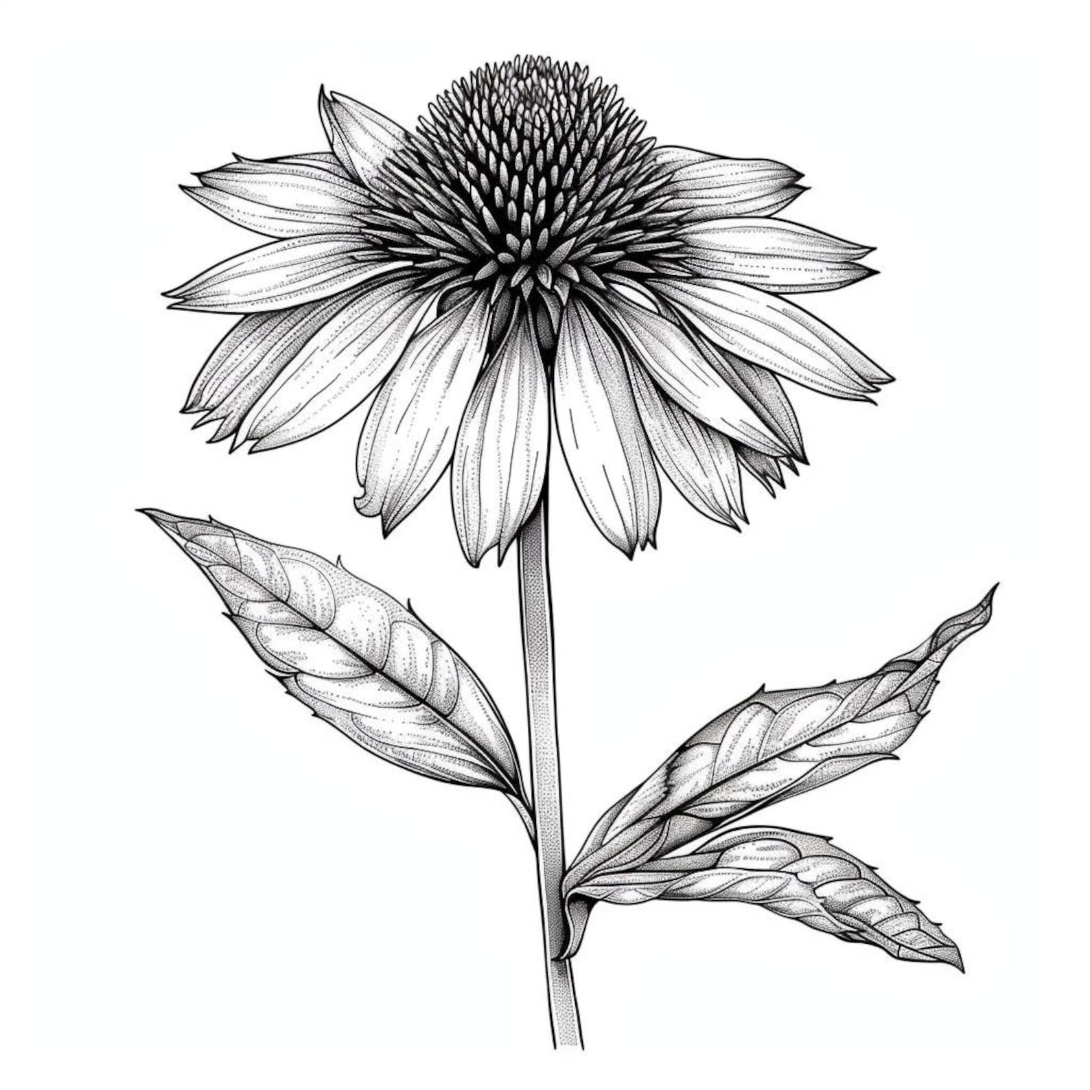 Coneflower Line Art Black and White Bundle 4 36 Digital Ai Line Art PNG ...