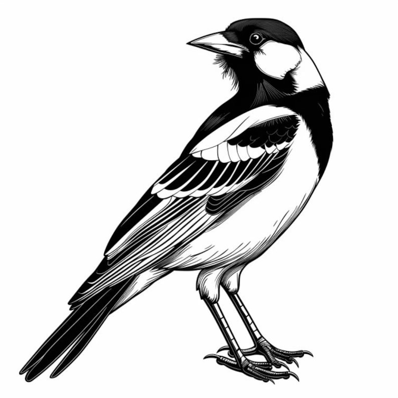 Magpie Realistic Line Art Illustration Black and White Bundle 1 50 ...