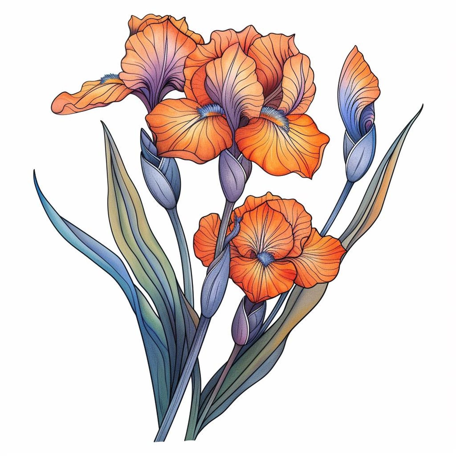 Iris Line Art Color Bundle 2 24 Digital Ai Line Art SVG-PNG (digital ...