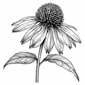 Cone Flower Line Art Black and White Bundle 3 36 Digital Ai Line Art ...