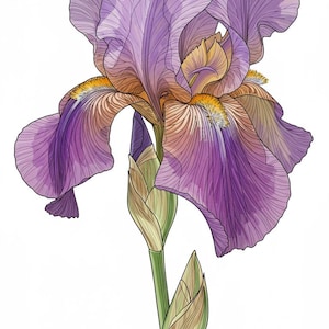 Iris Line Art Color Bundle 5 24 Digital Ai Line Art PNG-SVG (digital ...