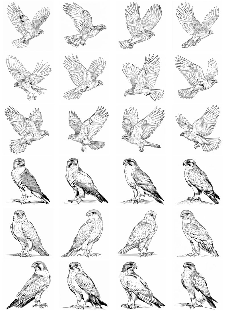 Hawk Realistic Line Art Illustration Black and White Bundle 1 96 ...
