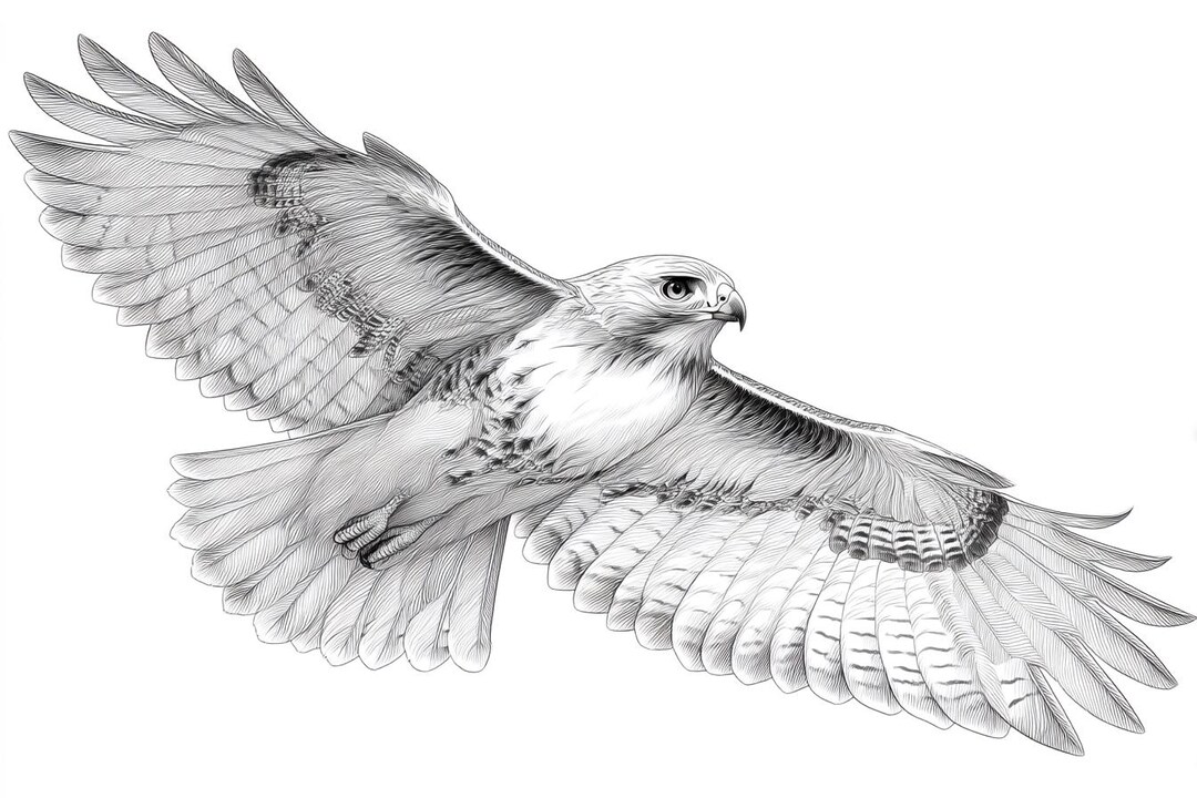 Hawk Redtail Line Art Illustration Black and White Bundle3 30 Digital ...