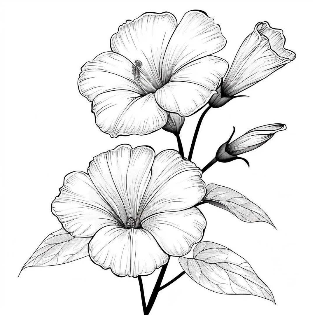 Morning Glory Blooms Line Art Black and White Bundle 1 50 Digital Ai ...