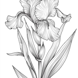Iris Single Blooms Black/white Line Art Bundle 1 40 Digital Ai Line Art ...