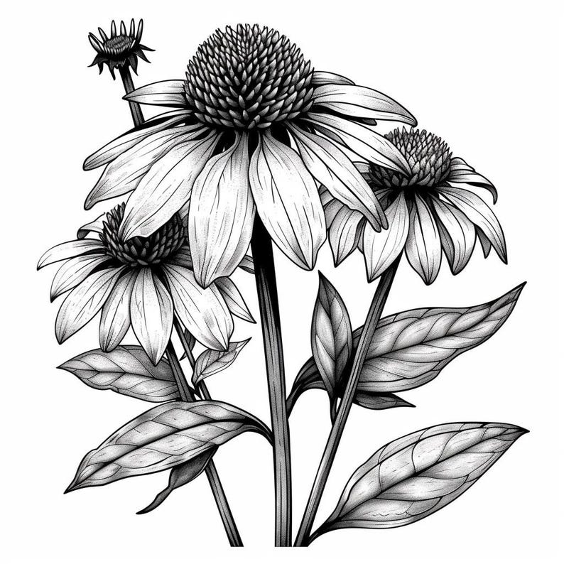 Coneflower Line Art Black and White Bundle 4 36 Digital Ai Line Art PNG ...