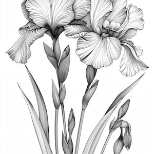 Iris Bunch Line Art Black and White Bundle 1 30 Digital Line Art Svg ...