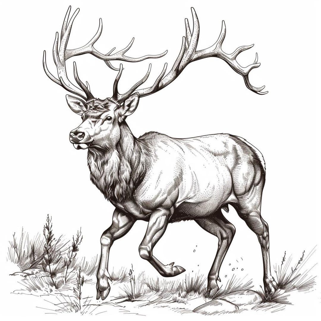 Elk Black and White Line Art Bundle 4 48 Images Ai Images PNG SVG ...