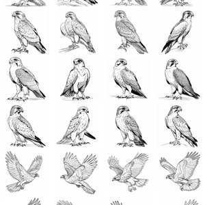 Hawk Realistic Line Art Illustration Black and White Bundle 1 96 ...