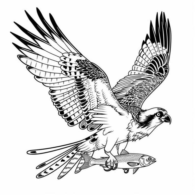 Osprey Realistic Line Art Illustration Black and White Bundle 1 60 ...