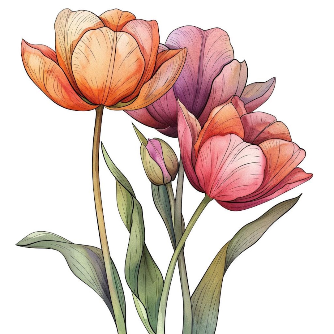 Tulip Blooms Line Art Vivid Color Bundle 3 32 Digital Ai Line Art PNG ...