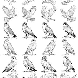 Hawk Realistic Line Art Illustration Black and White Bundle 2 50 ...