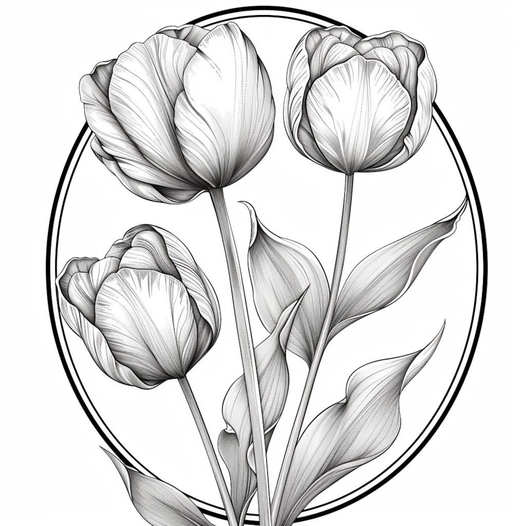 Tulip Blooms Line Art Black and White Bundle 1 105 Digital Line Art AI ...