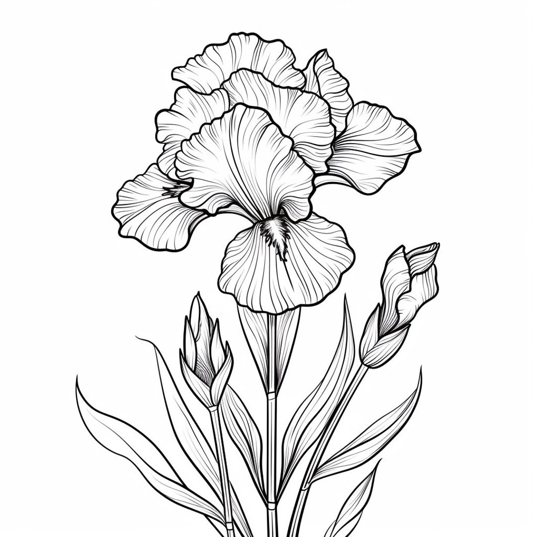Iris Line Art Black and White Bundle 2 48 Digital Line Art Svg-png-jpg ...