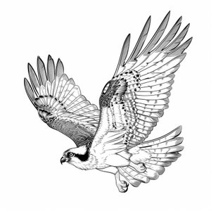 Osprey Realistic Line Art Illustration Black and White Bundle 1 60 ...