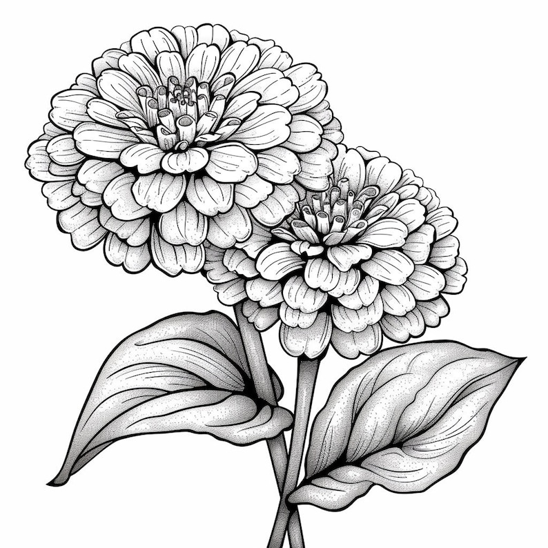 Zinnia Blooms Black/white Line Art Bundle 1 85 Digital Ai Line Art PNG ...