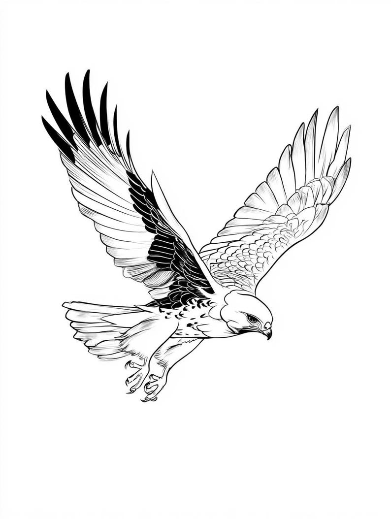 Hawk Line Art Illustration Black and White Bundle 2 35 Digital Ai Line ...