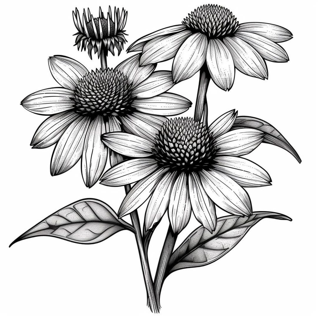 Coneflower Line Art Black and White Bundle 4 36 Digital Ai Line Art PNG ...