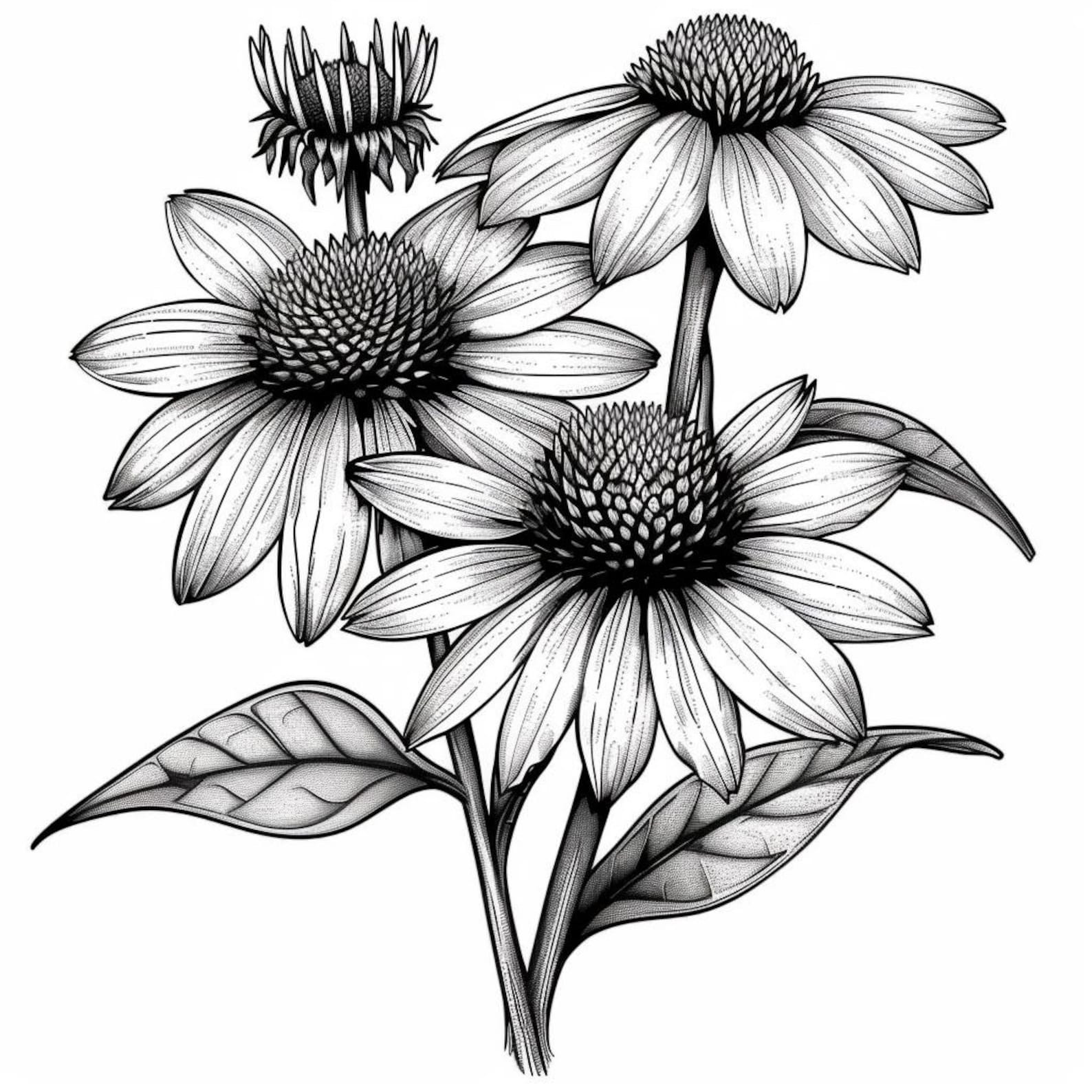 Coneflower Line Art Black and White Bundle 4 36 Digital Line Art Ai Svg ...