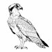 Osprey Realistic Line Art Illustration Black and White Bundle 1 60 ...