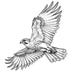 Hawk Realistic Line Art Illustration Black and White Bundle 2 50 ...