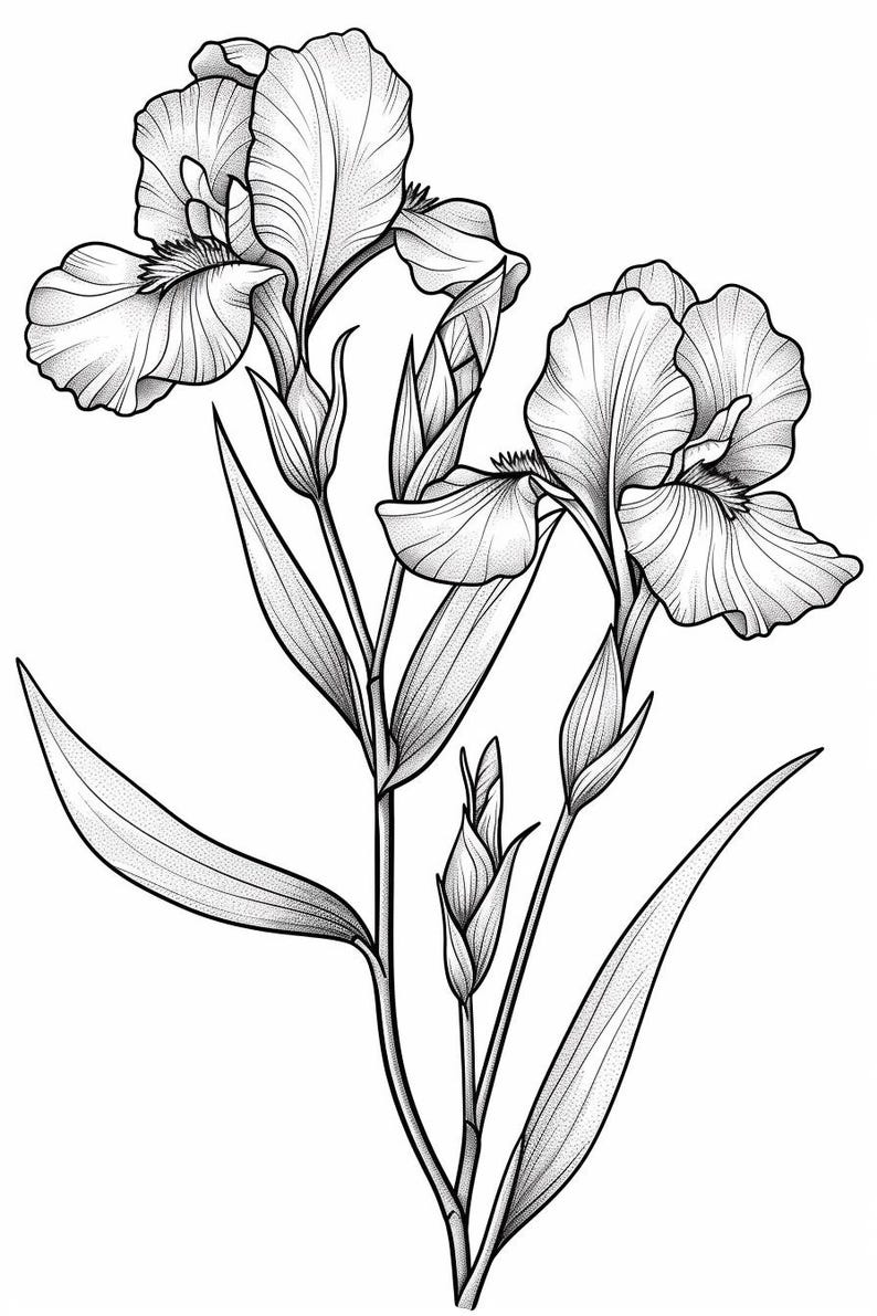 Iris Bunch Line Art Black and White Bundle 1 30 Digital Line Art Svg ...