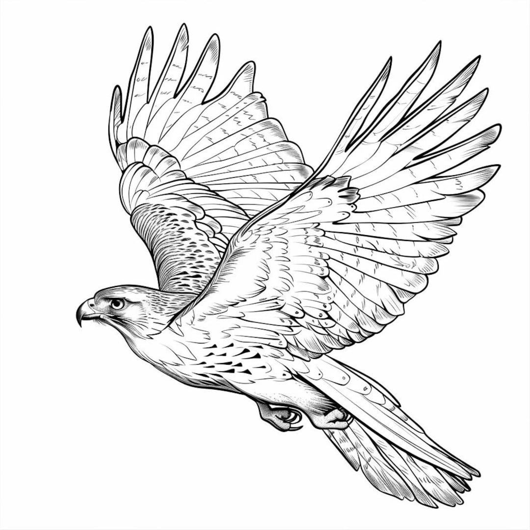 Hawk Realistic Line Art Illustration Black and White Bundle 2 50 ...
