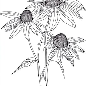 Cone Flowerthin Line Art Black and White Bundle 1 48 Digital Ai Line ...