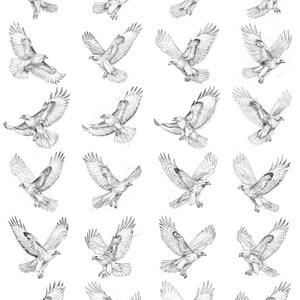 Hawk Line Art Illustration Black and White Bundle 1 24 Digital Ai Line ...