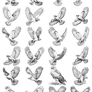 Hawk Redtail Line Art Illustration Black and White Bundle 2 38 Digital ...