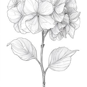 Hydrangea Bloom Line Art Black and White Bundle 1 32 Digital Ai Line ...