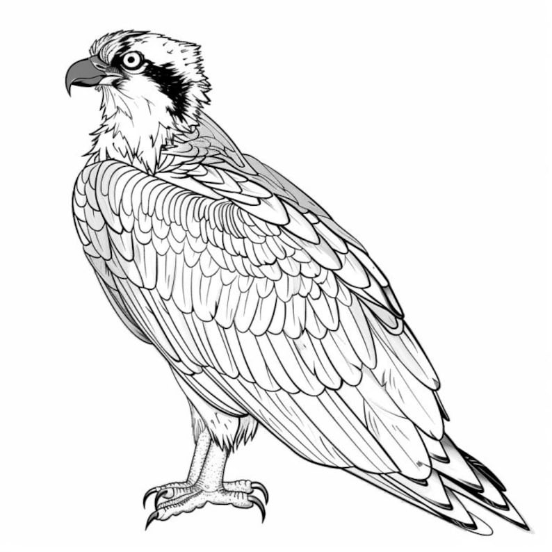 Osprey Realistic Line Art Illustration Black and White Bundle 1 60 ...