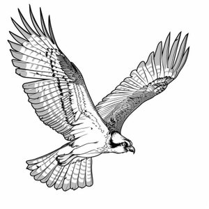 Osprey Realistic Line Art Illustration Black and White Bundle 1 60 ...