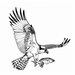 Osprey Realistic Line Art Illustration Black and White Bundle 1 60 ...