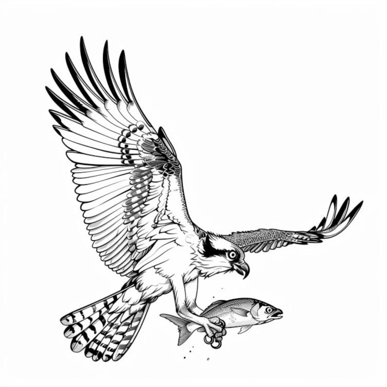 Osprey Realistic Line Art Illustration Black and White Bundle 1 60 ...