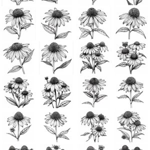 Cone Flower Line Art Black and White Bundle 2 72 Digital Line Art Ai ...