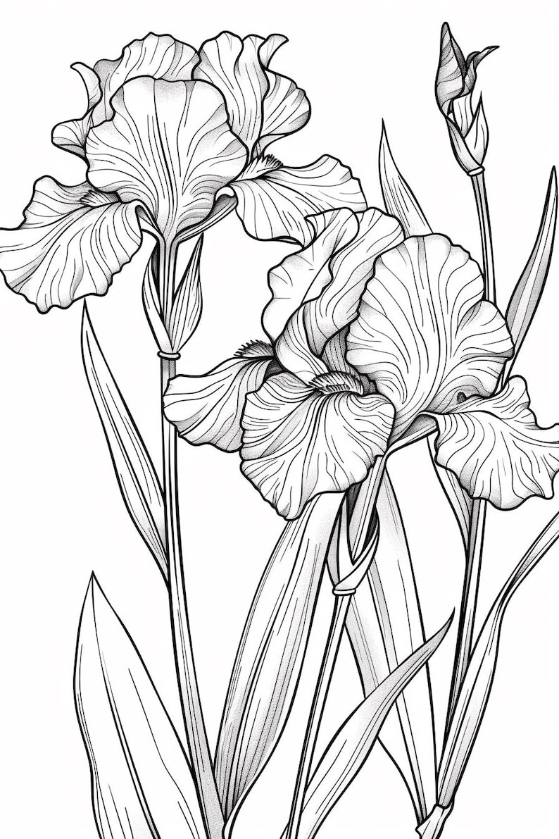 Iris Bunch Line Art Black and White Bundle 1 30 Digital Line Art Svg ...