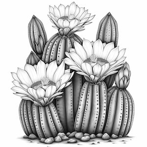 Cactus Blooms Line Art Black and White Bundle 2 24 Digital Line Art Ai ...