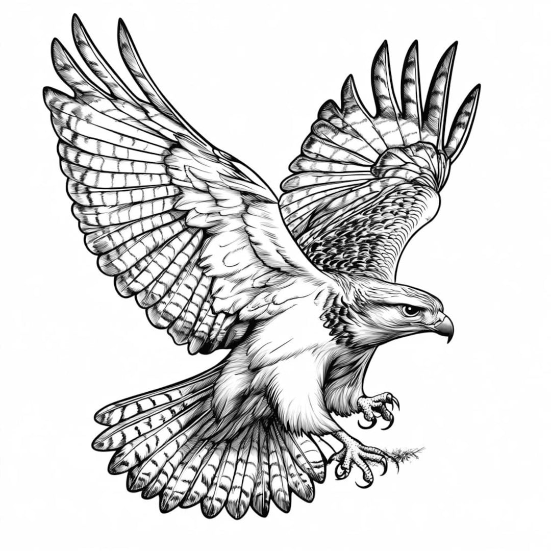 Hawk Redtail Line Art Illustration Black and White Bundle 2 38 Digital ...