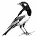 Magpie Realistic Line Art Illustration Black and White Bundle 1 50 ...