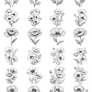Poppy Blooms Line Art Black and White Bundle 1 96 Digital Line Art AI ...