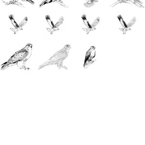 Hawk Line Art Illustration Black and White Bundle 2 35 Digital Ai Line ...