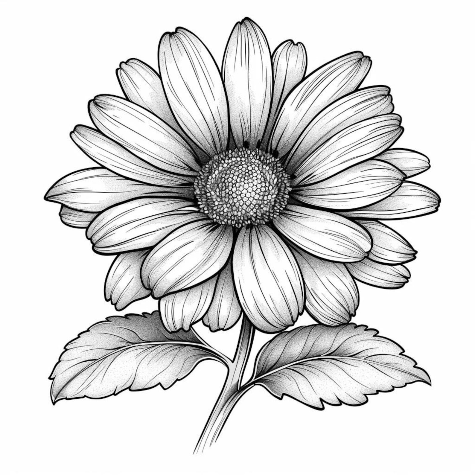 Daisy Blooms Black/white Line Art Bundle 2 36 Digital Ai Line Art PNG ...