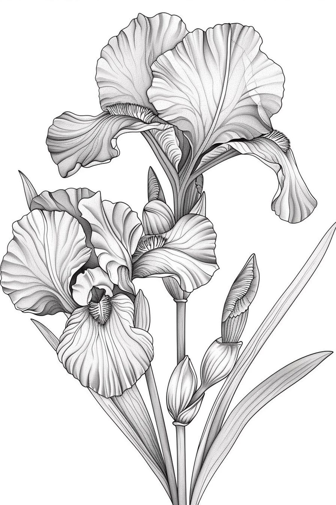 Iris Bunch Line Art Black and White Bundle 2 30 Digital Line Art Svg ...