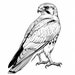 Hawk Realistic Line Art Illustration Black and White Bundle 1 50 ...