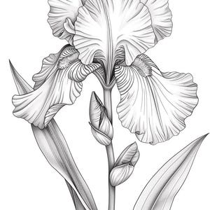 Iris Single Blooms Black/white Line Art Bundle 1 40 Digital Ai Line Art ...